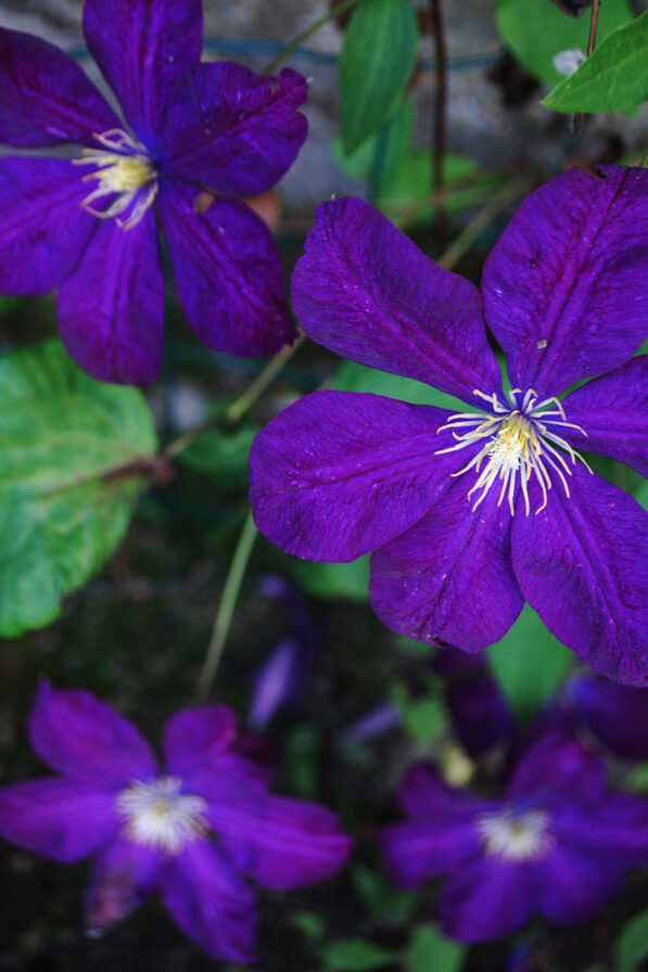 journal - Wool and Nature