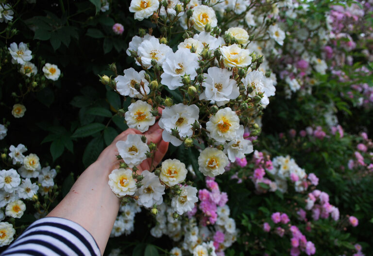 journal - Wool and Nature