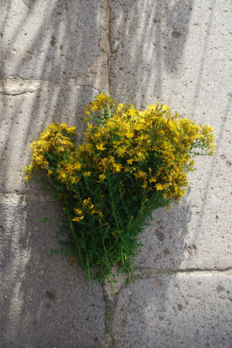 journal - Wool and Nature